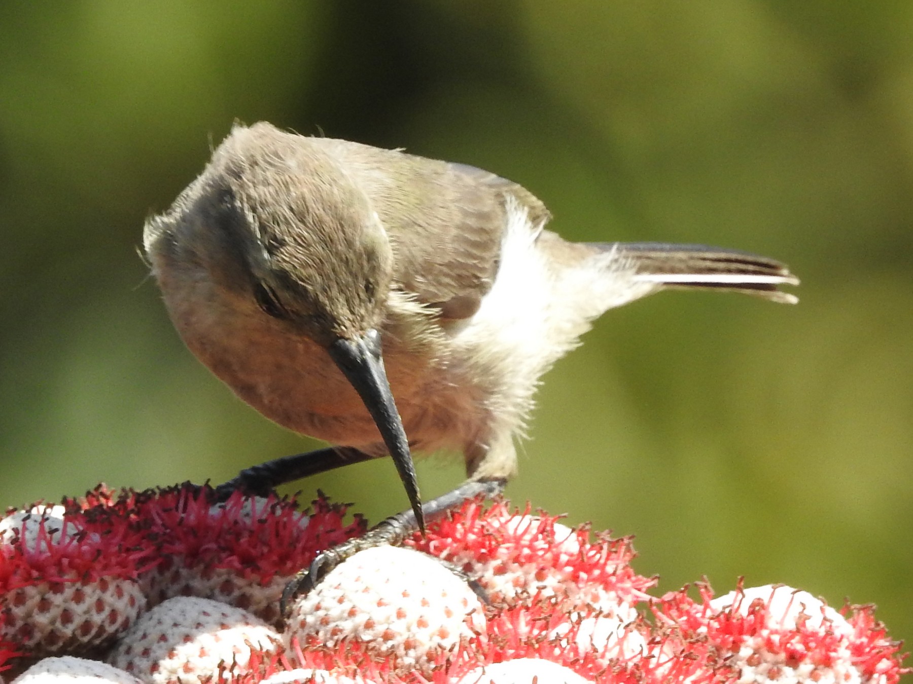 Southern Double-collared Sunbird - eBird