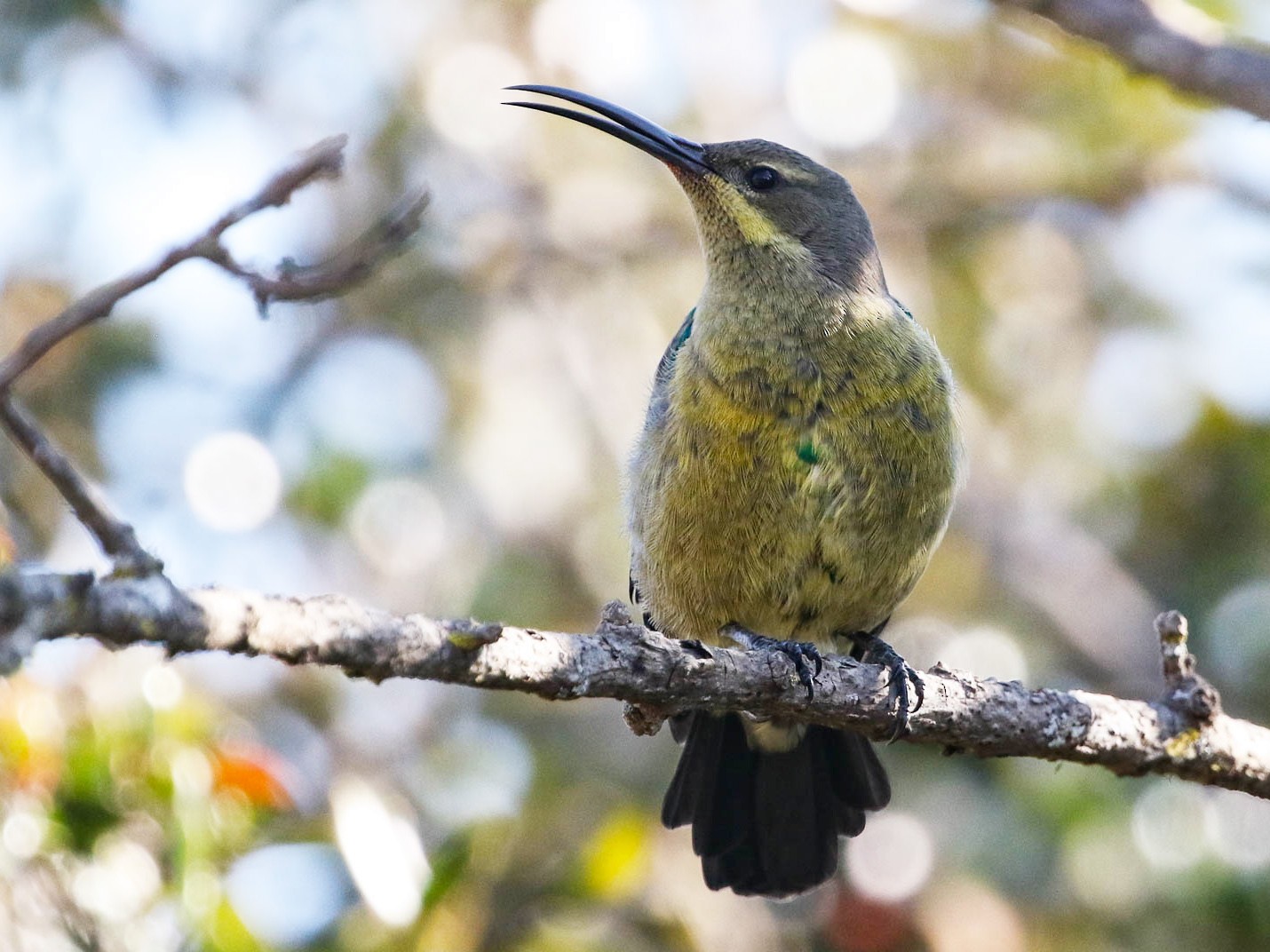 Malachite Sunbird - eBird