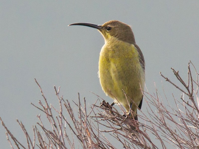 Malachite Sunbird - eBird