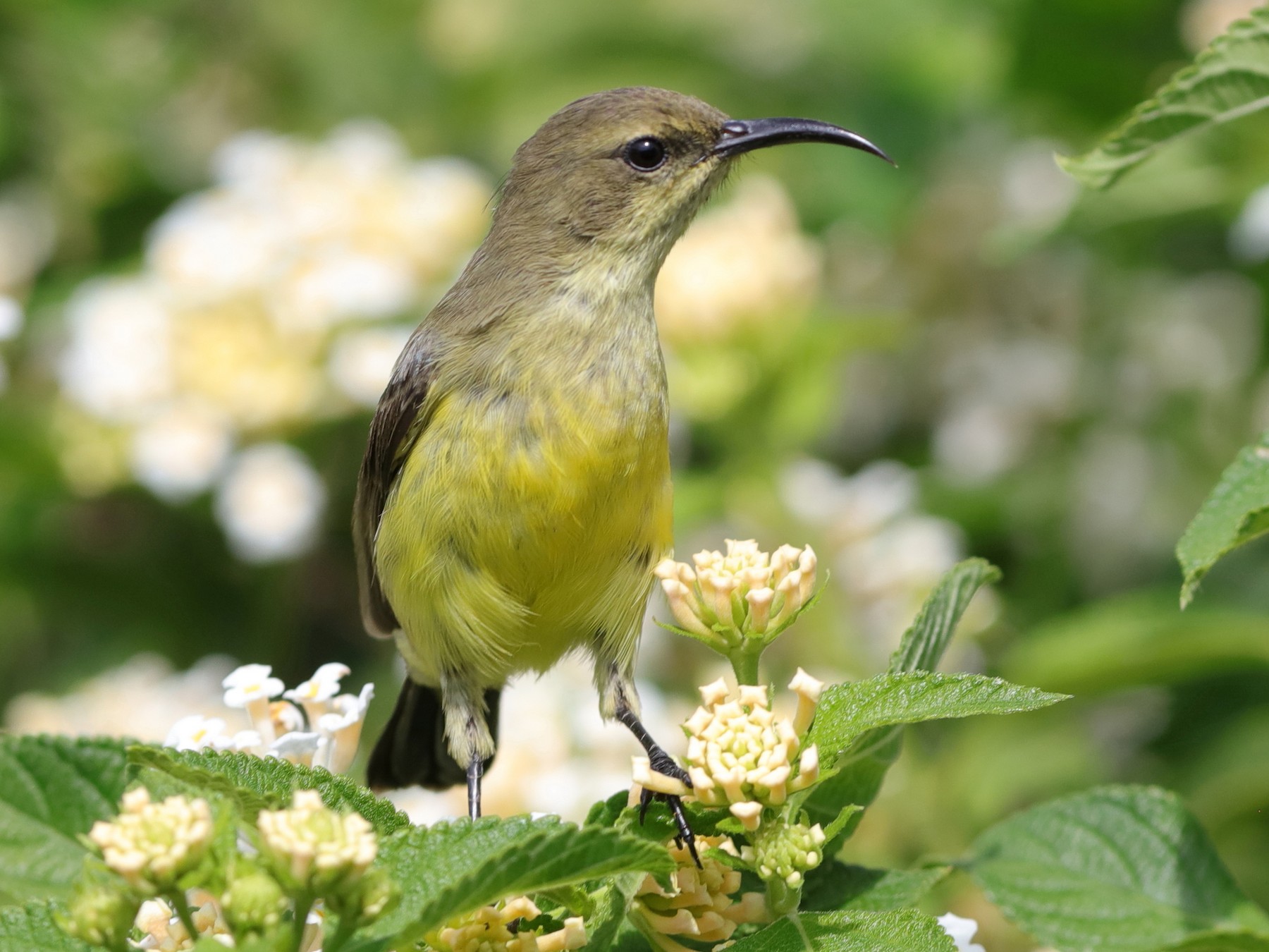Malachite Sunbird - eBird
