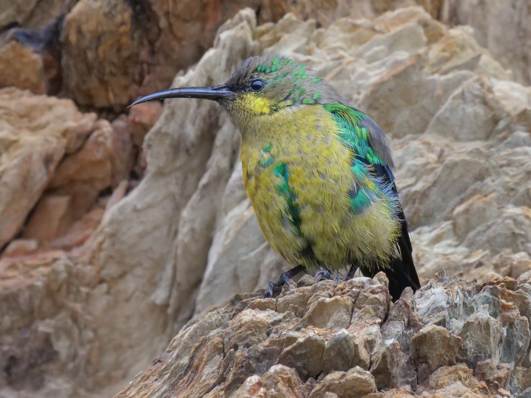 Malachite Sunbird - eBird