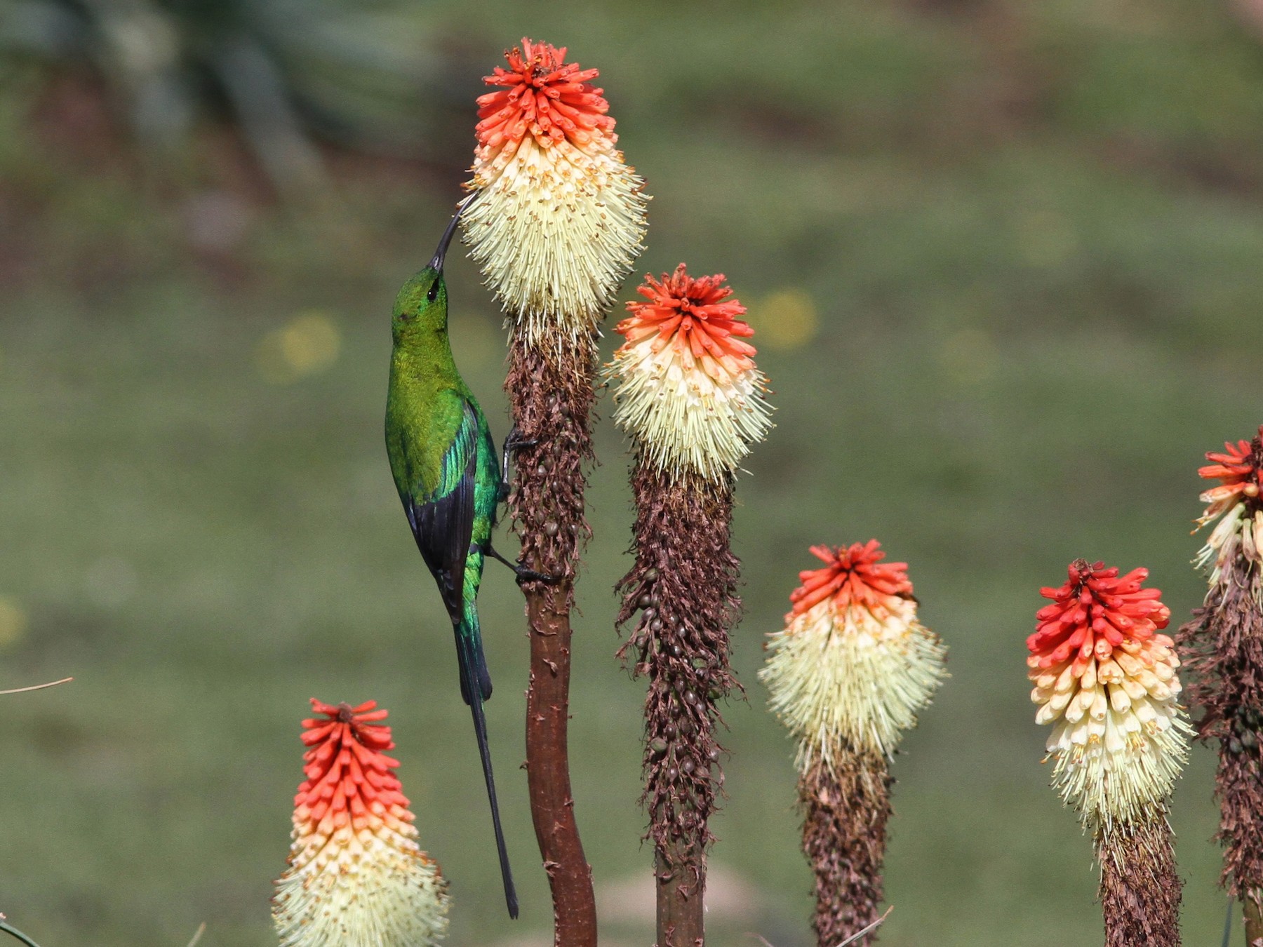 Malachite Sunbird - eBird