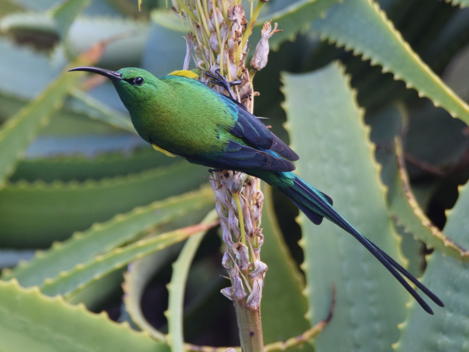 Malachite Sunbird - eBird