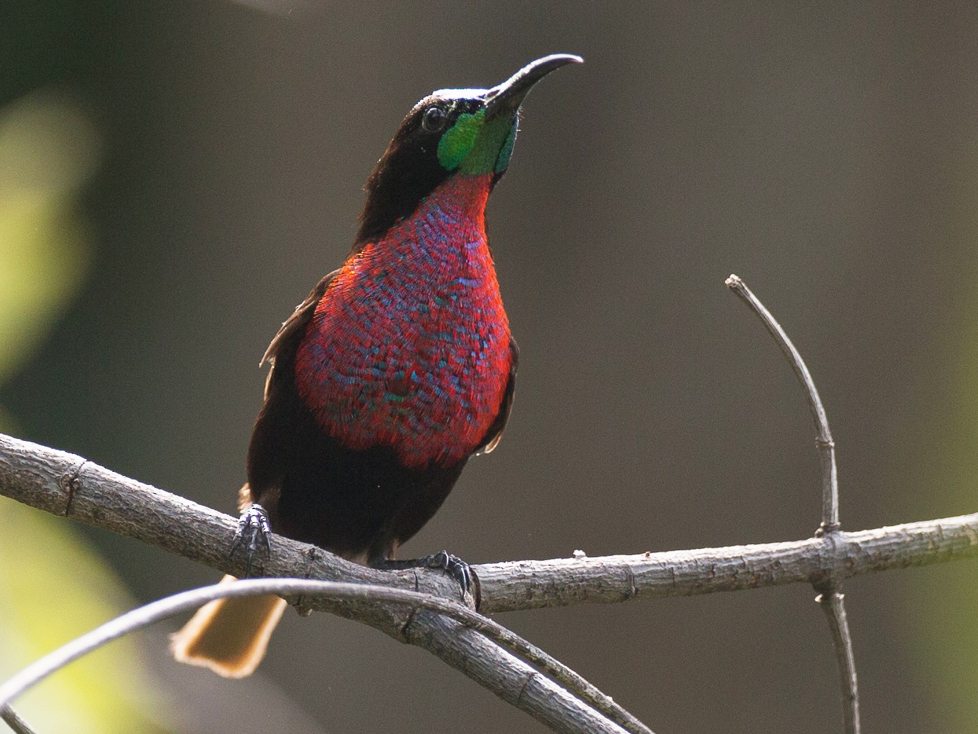Scarlet-chested Sunbird - eBird