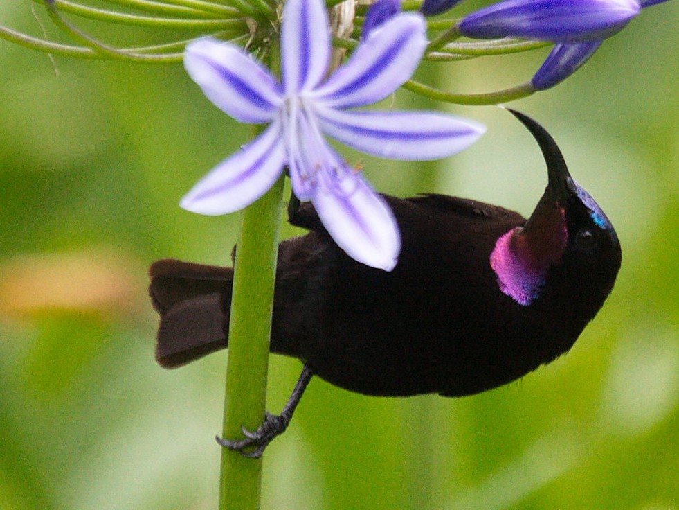 Amethyst Sunbird - eBird
