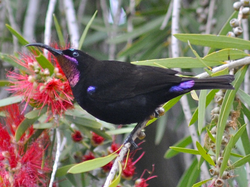 Amethyst Sunbird - eBird