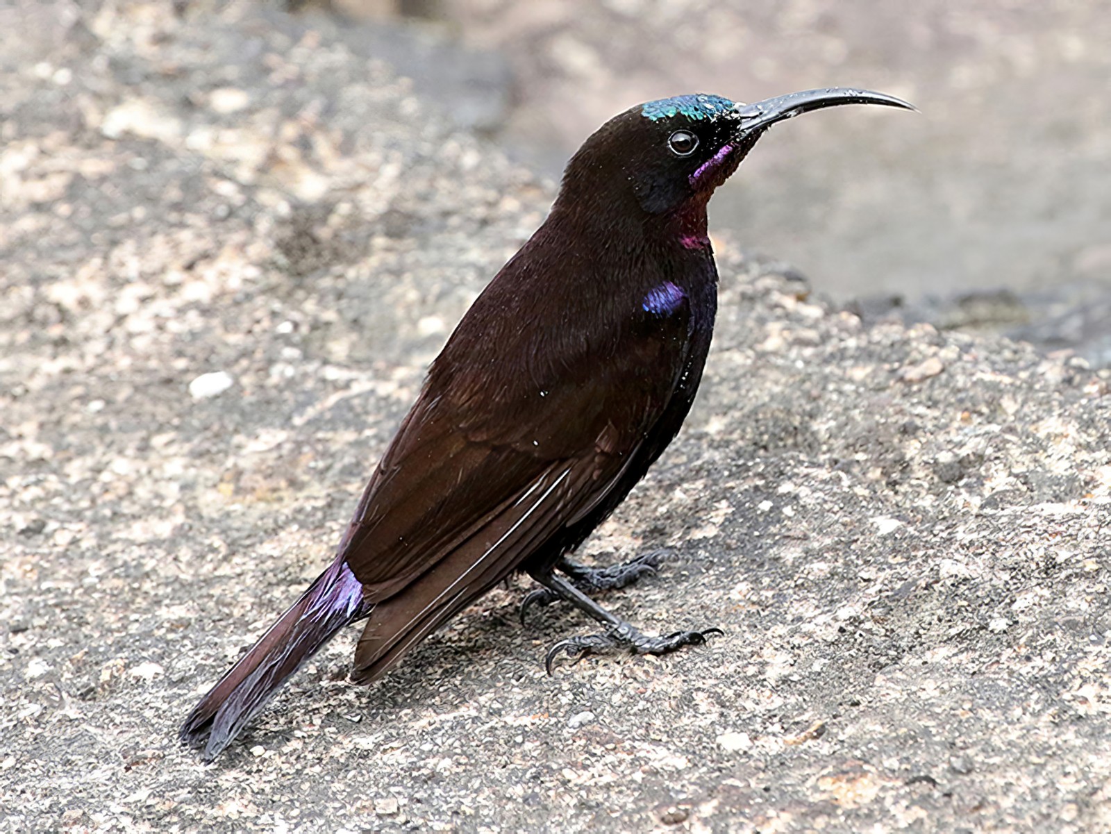 Amethyst Sunbird - eBird