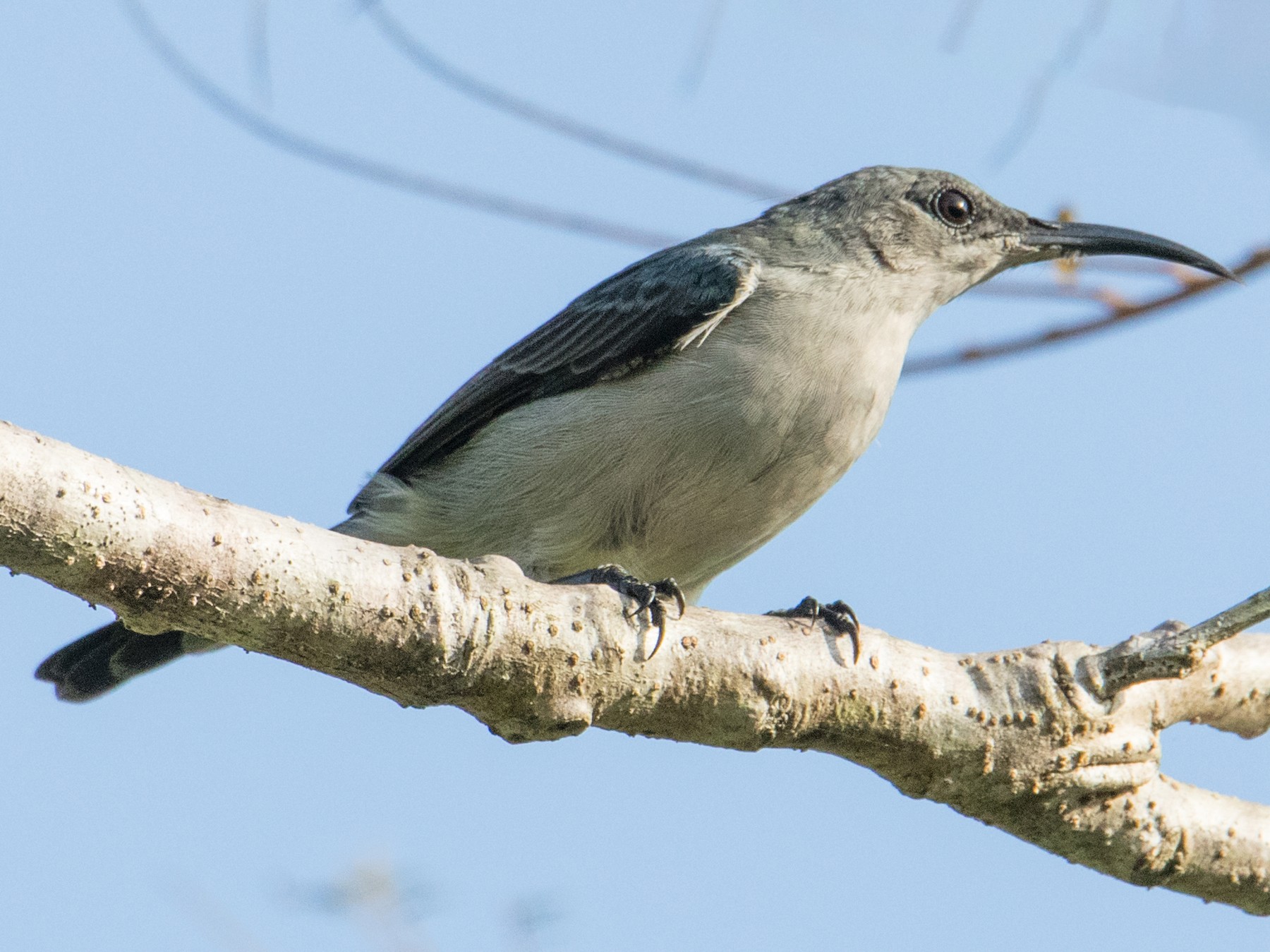 Mouse-colored Sunbird - eBird