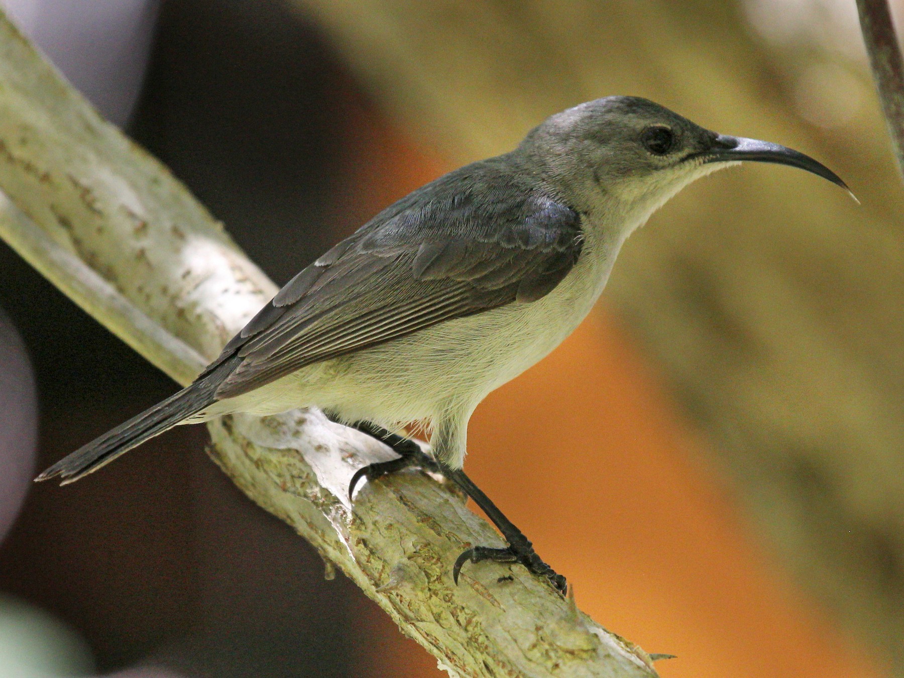 Mouse-colored Sunbird - eBird