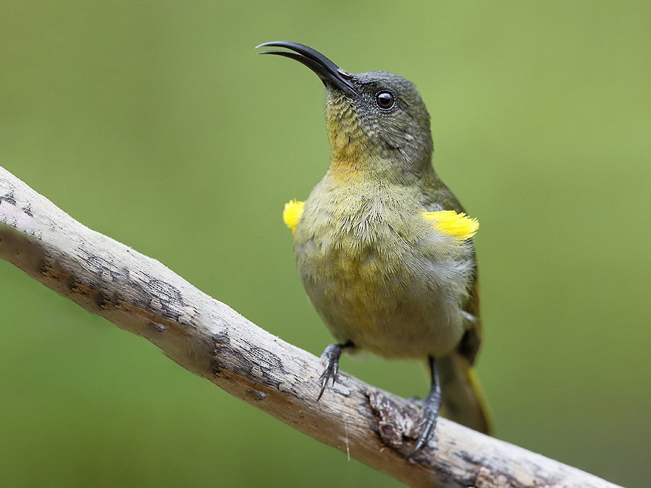Olive Sunbird - eBird