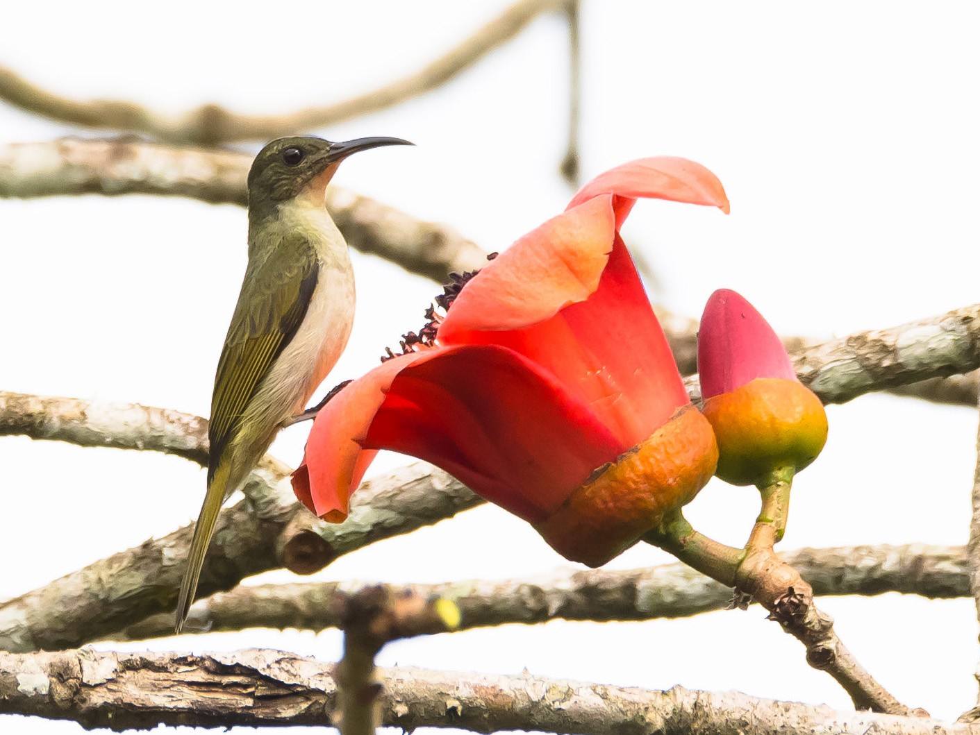 Olive Sunbird - eBird