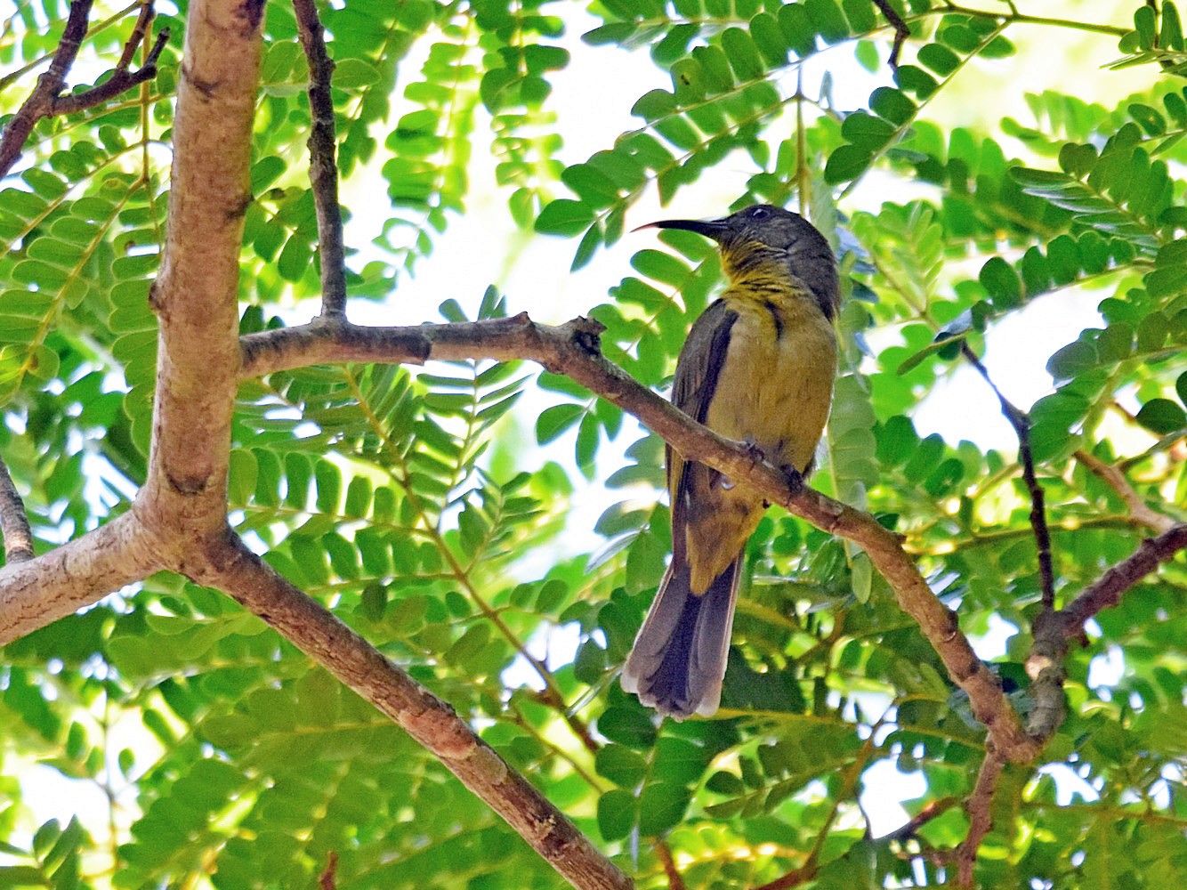 Olive Sunbird - eBird