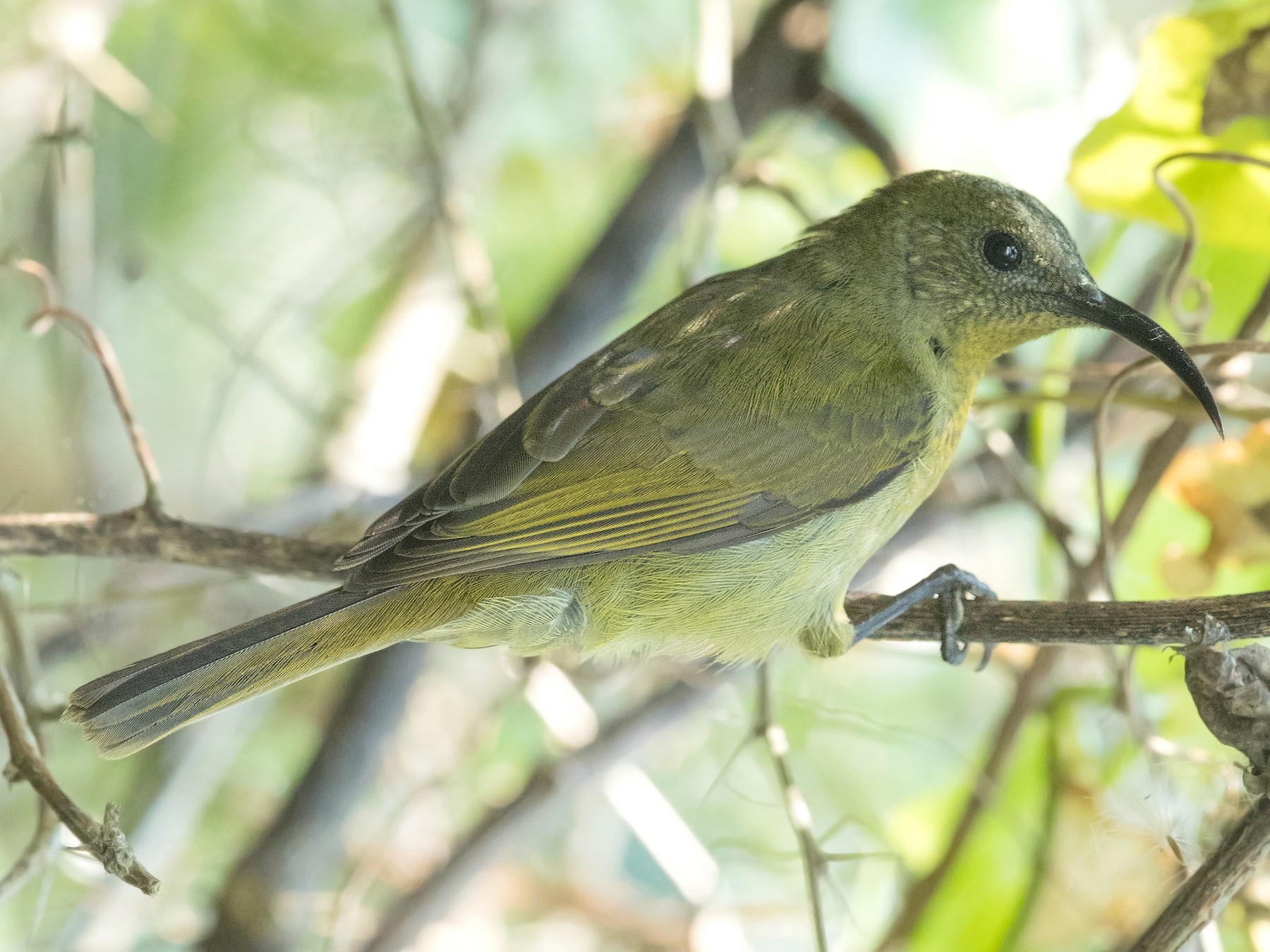 Olive Sunbird - eBird