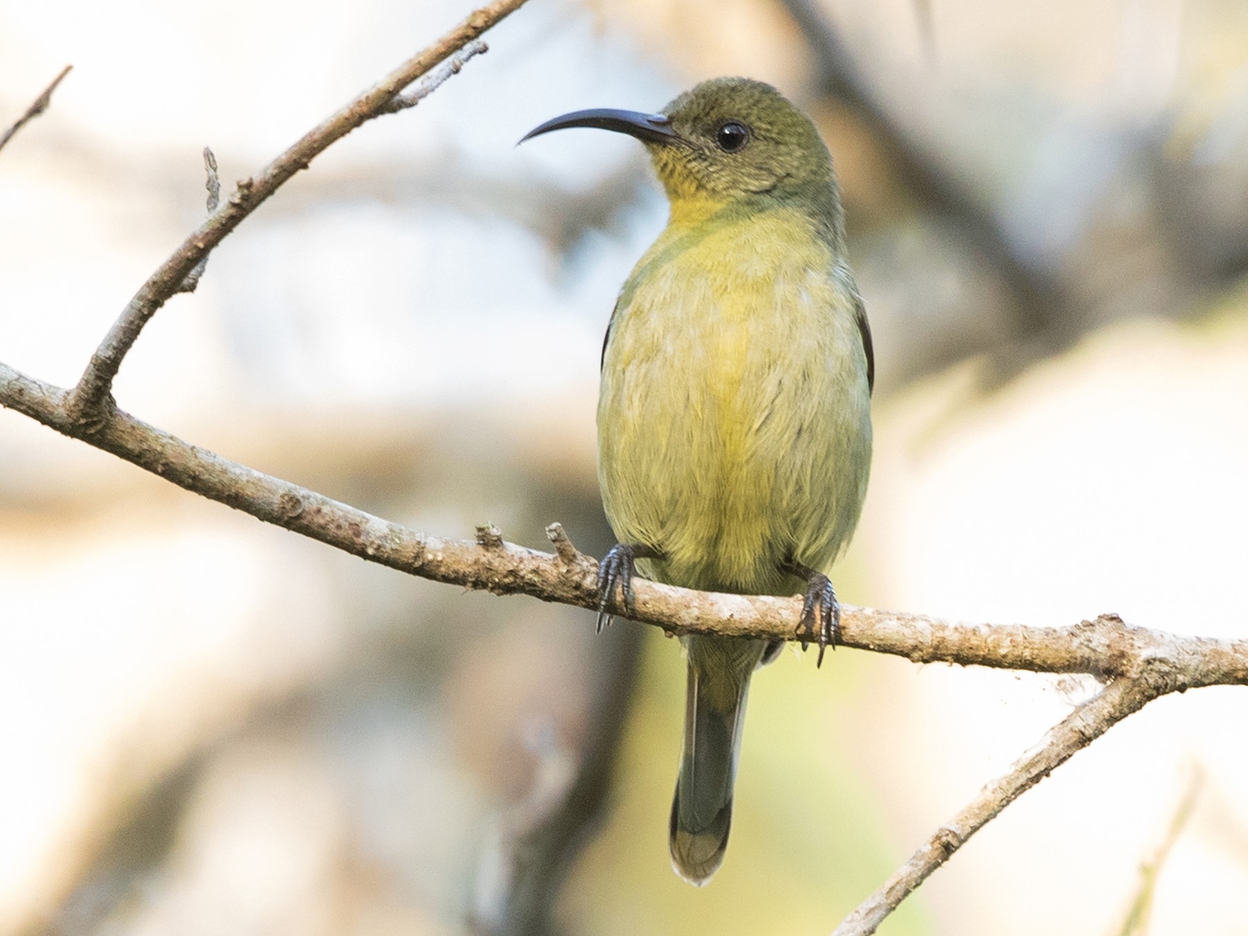 Olive Sunbird - eBird