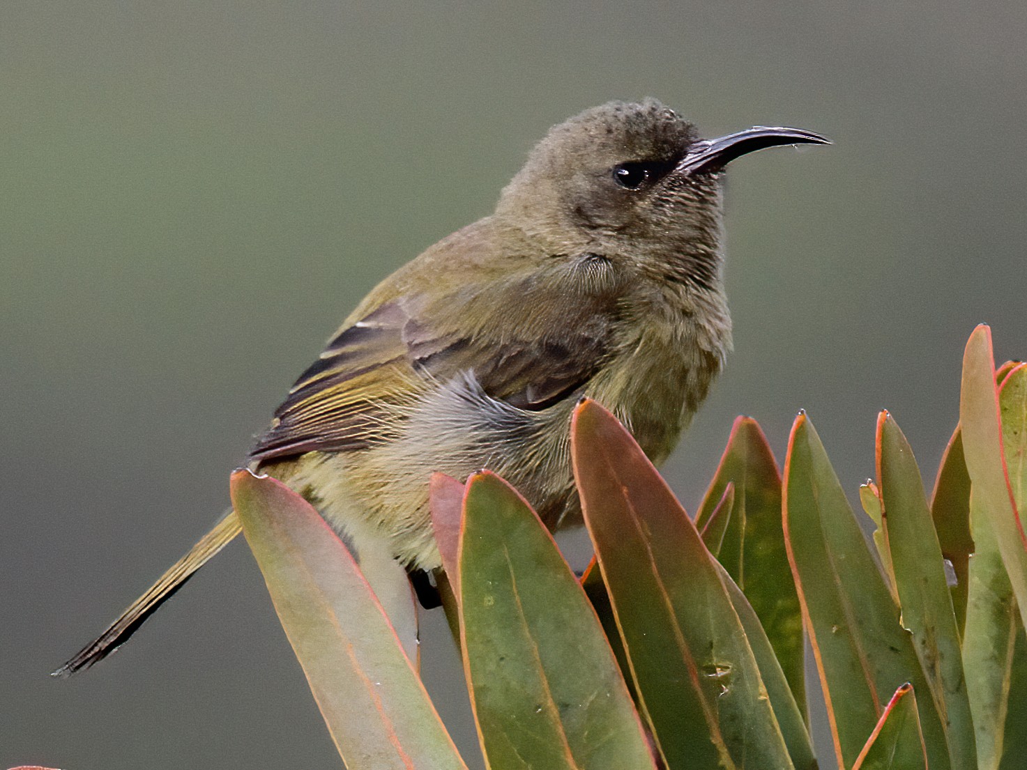 Orange-breasted Sunbird - eBird