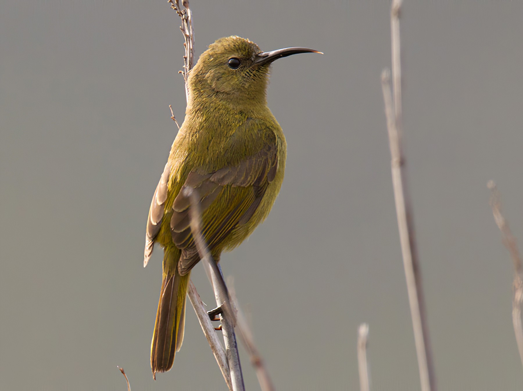 Orange-breasted Sunbird - eBird