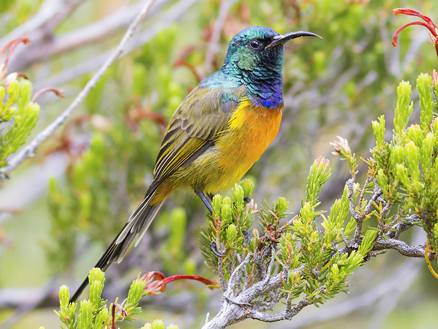 Orange Chested Birds In Flight