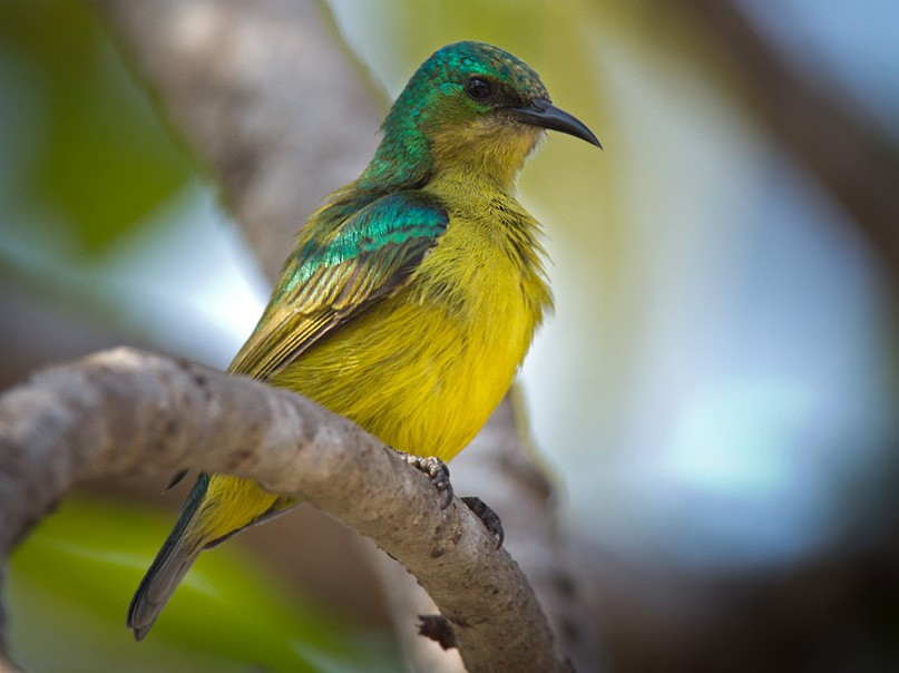 Collared Sunbird - eBird