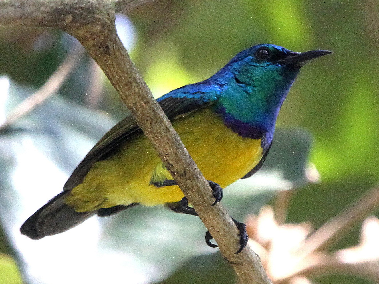Collared Sunbird - eBird