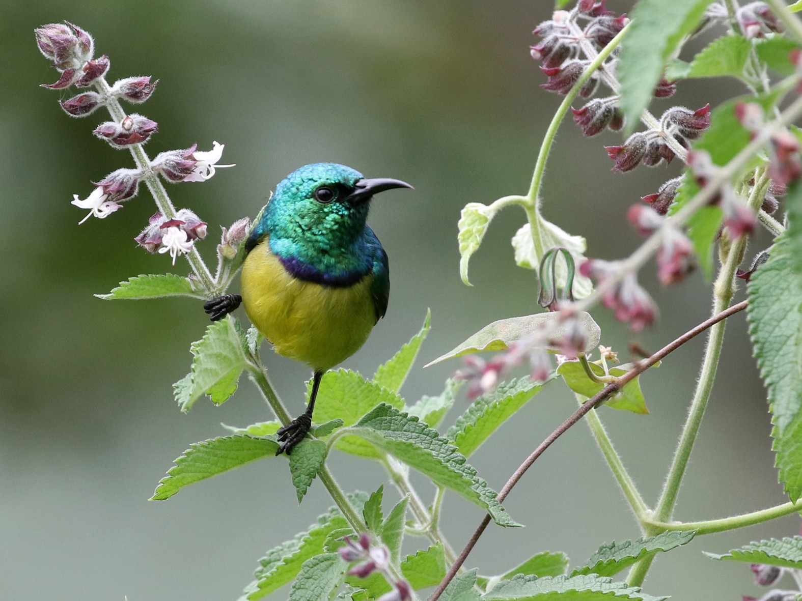 Collared Sunbird - eBird