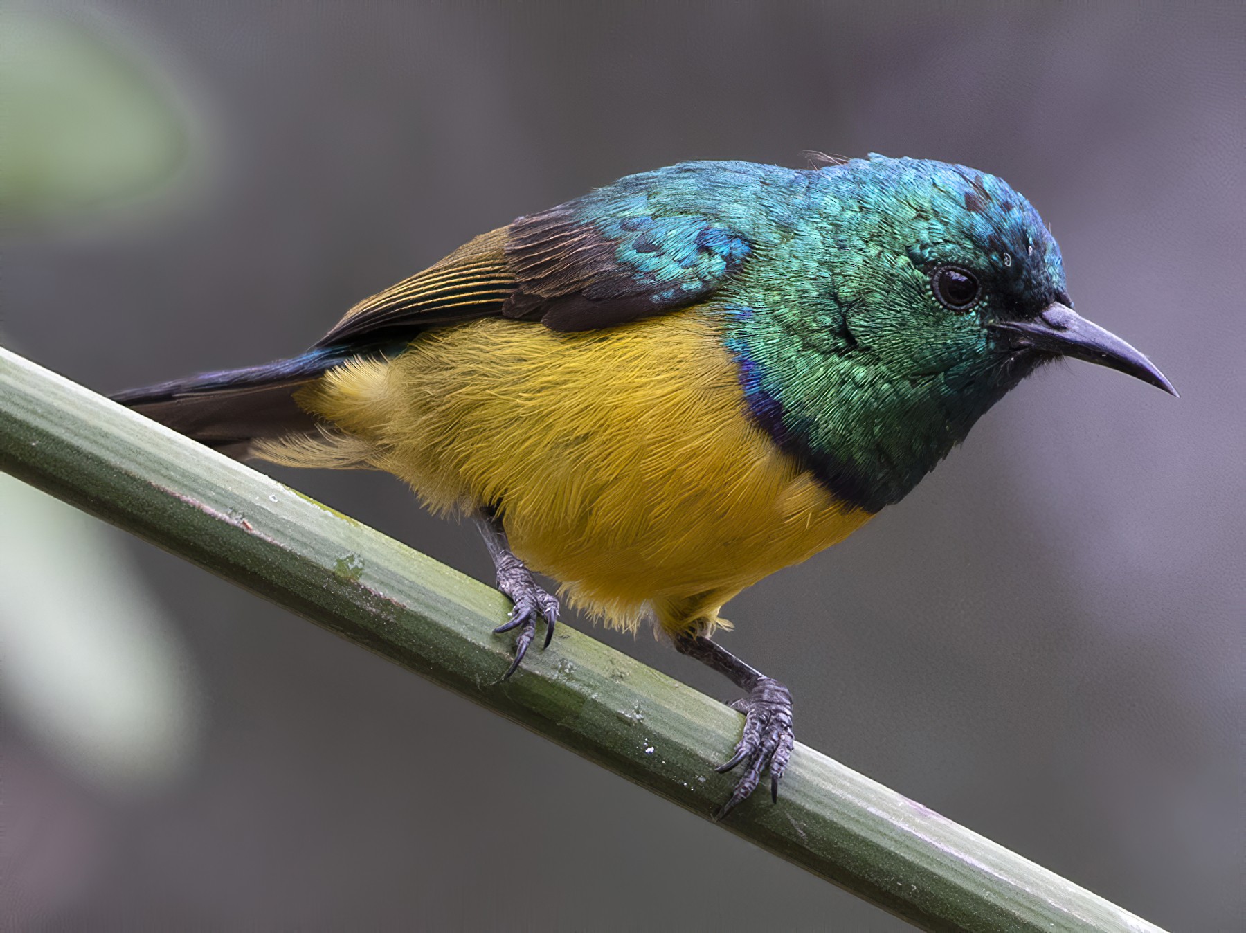 Collared Sunbird - eBird