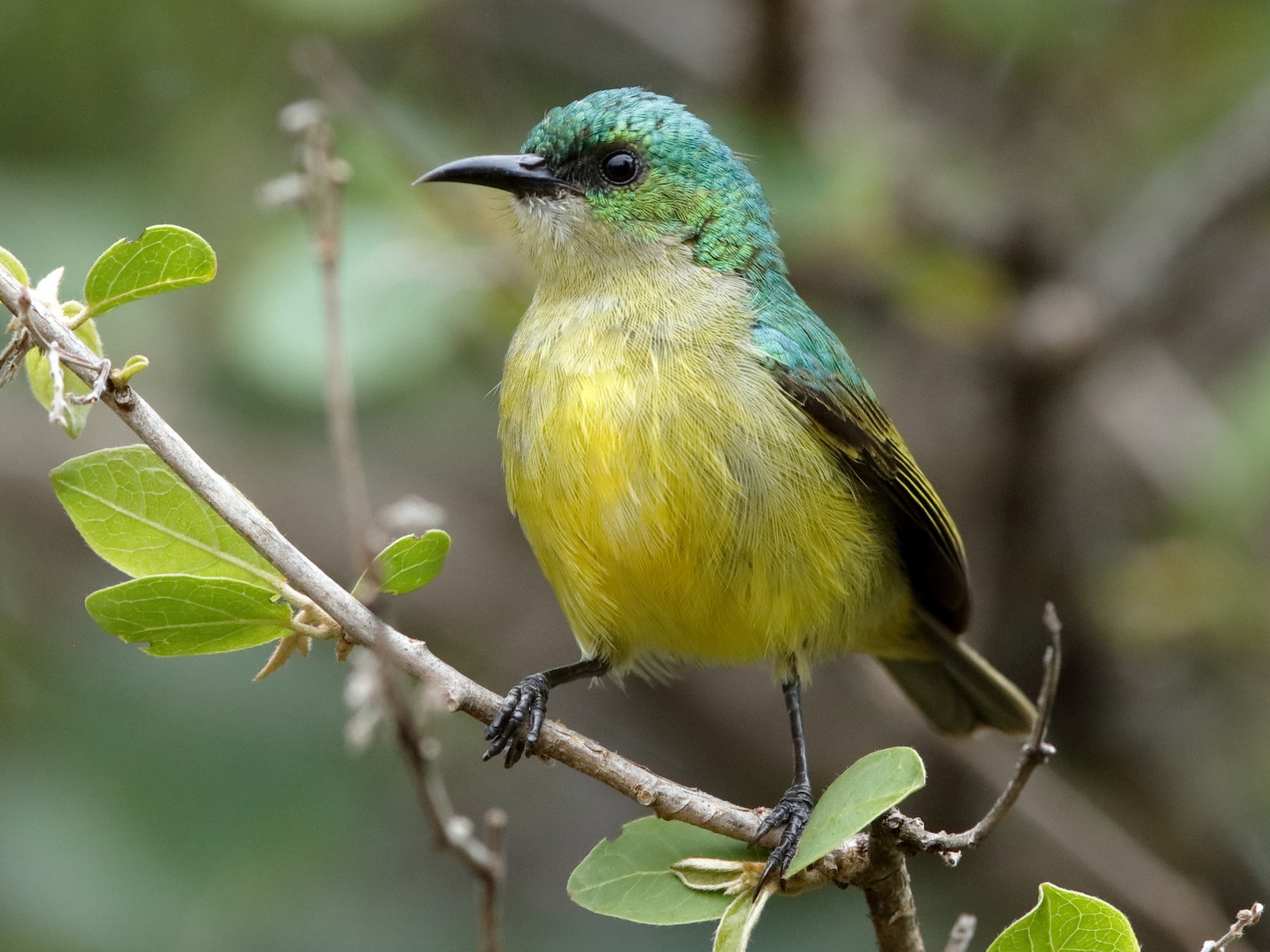 Collared Sunbird - eBird