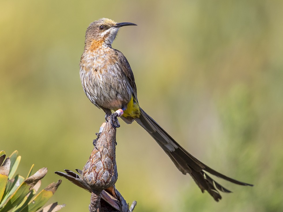 Cape Sugarbird - eBird