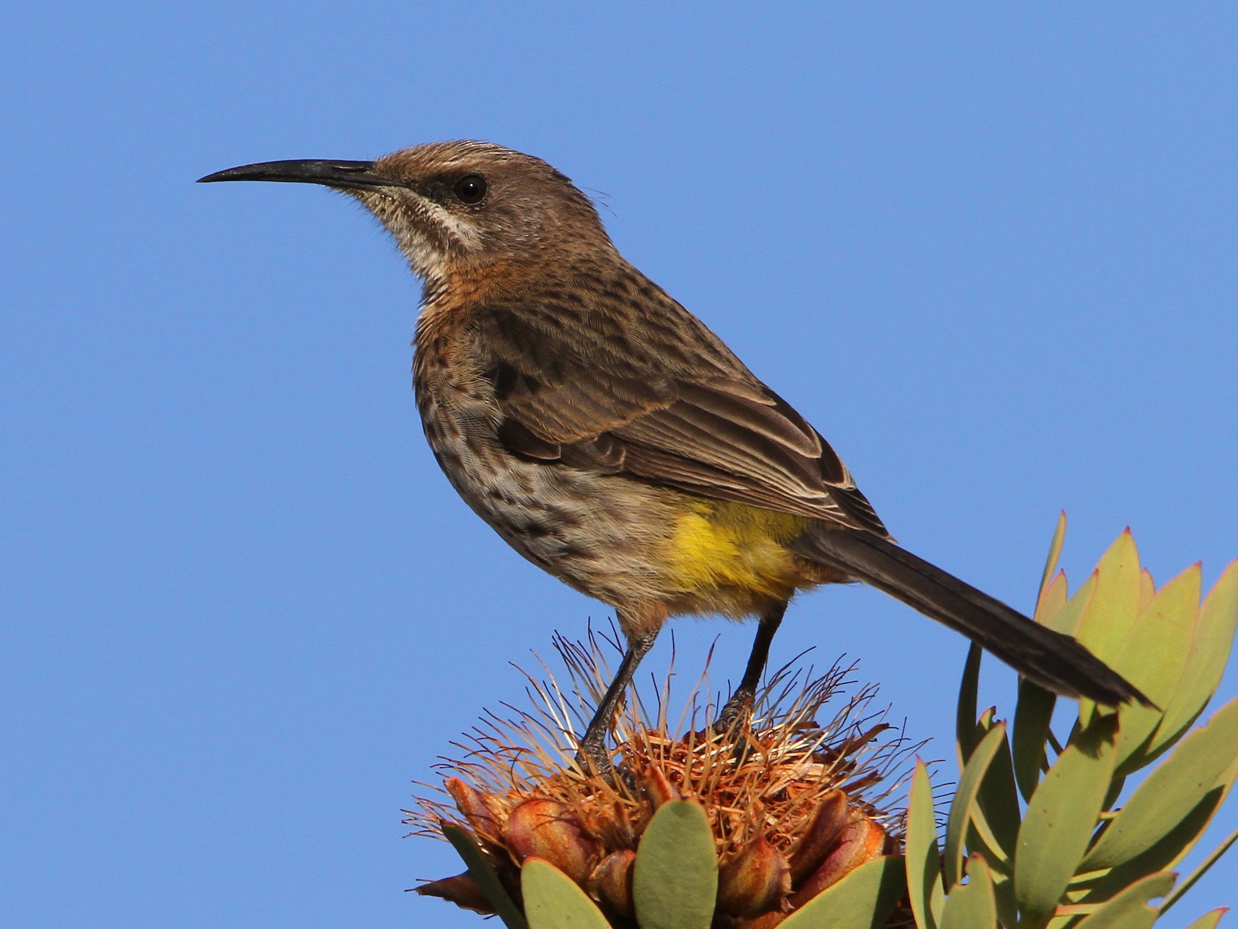Cape Sugarbird - eBird