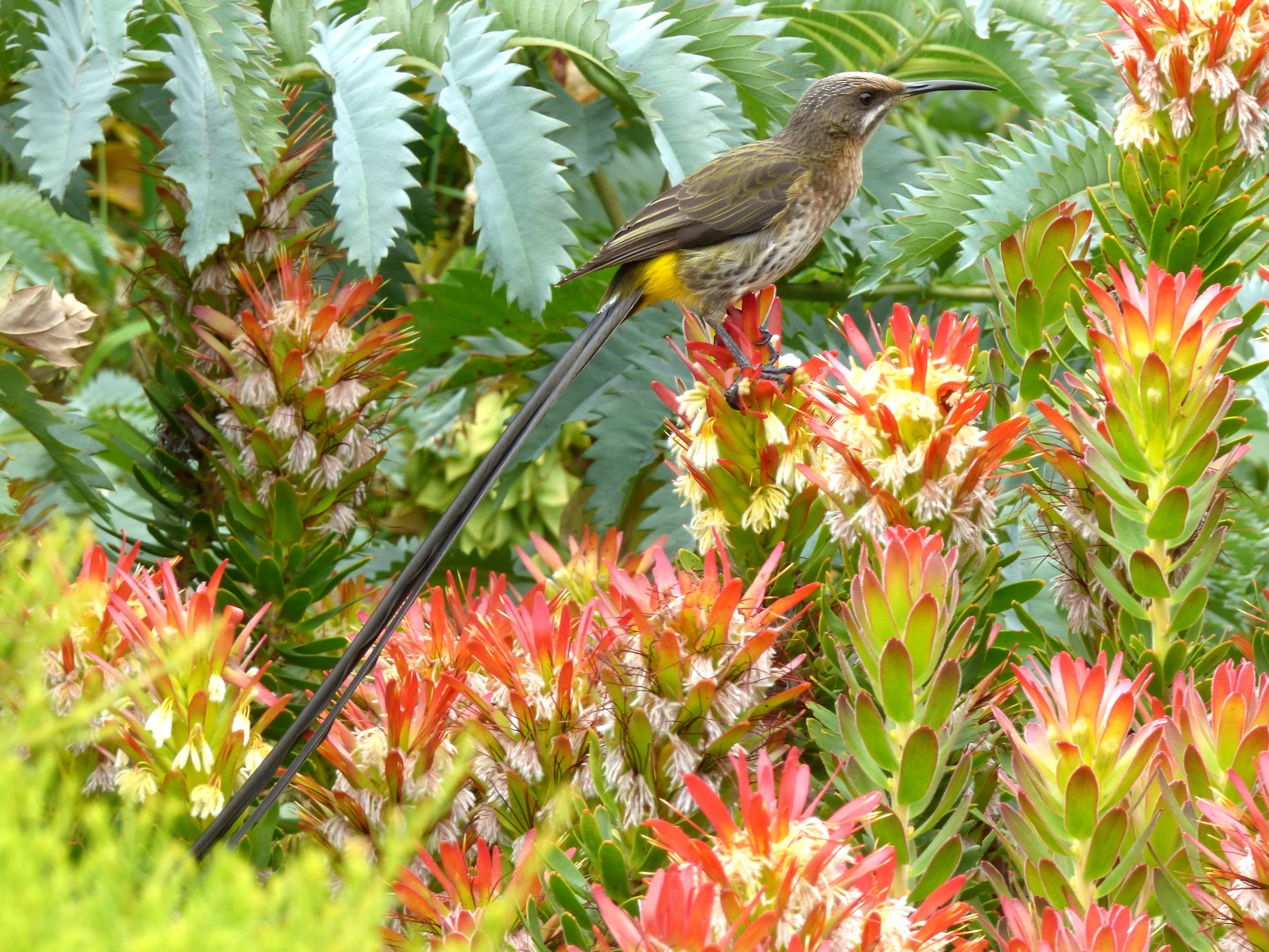 Cape Sugarbird - eBird