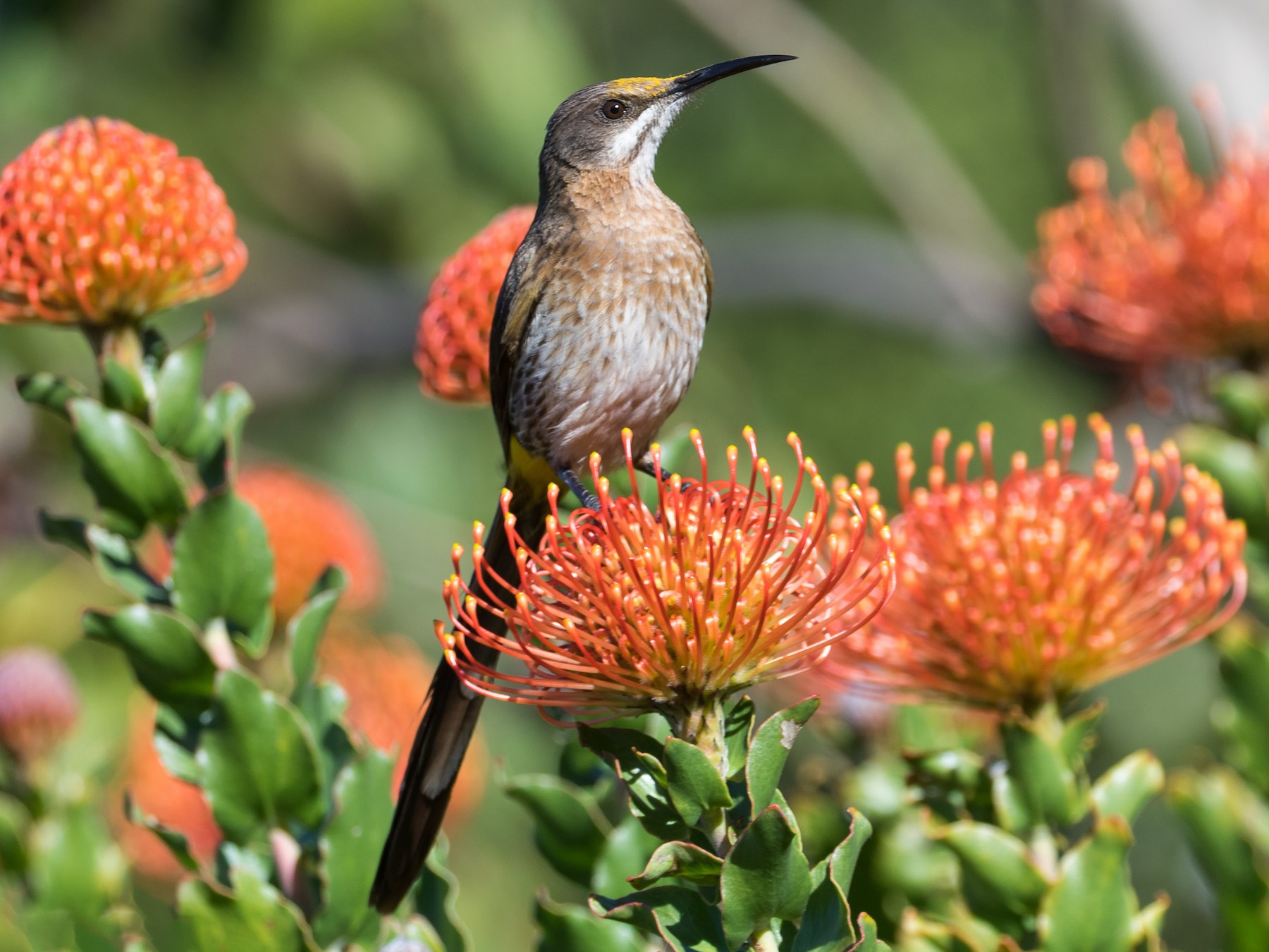 Cape Sugarbird - eBird