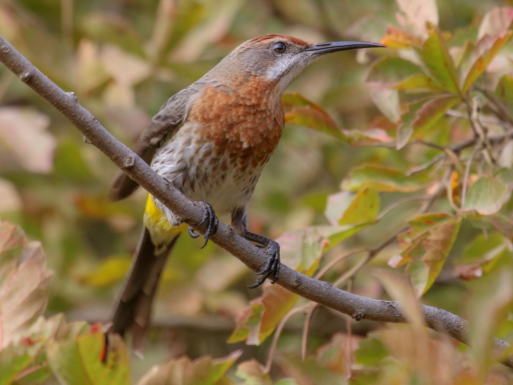 Gurney's Sugarbird - eBird