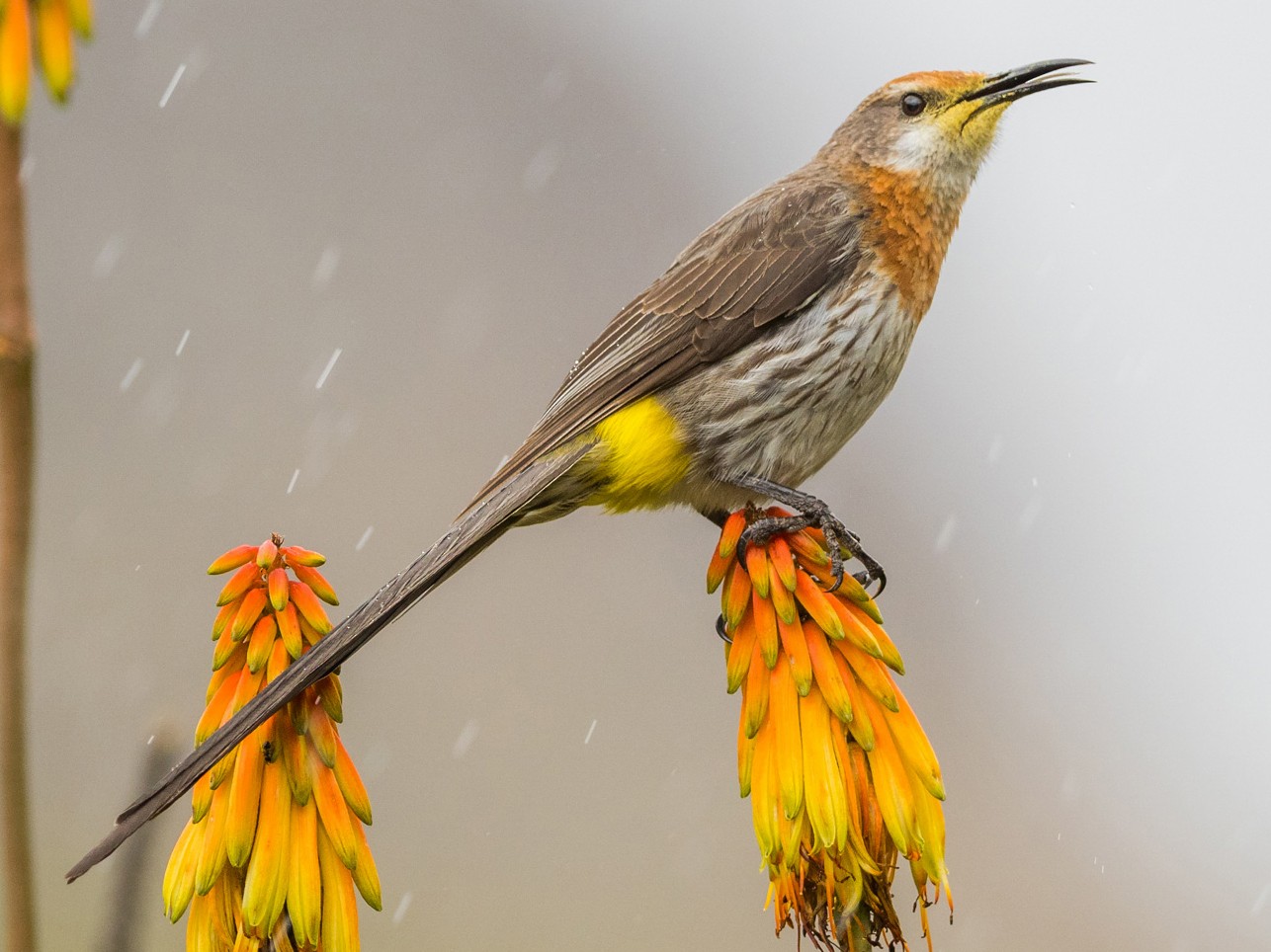 Gurney's Sugarbird - eBird