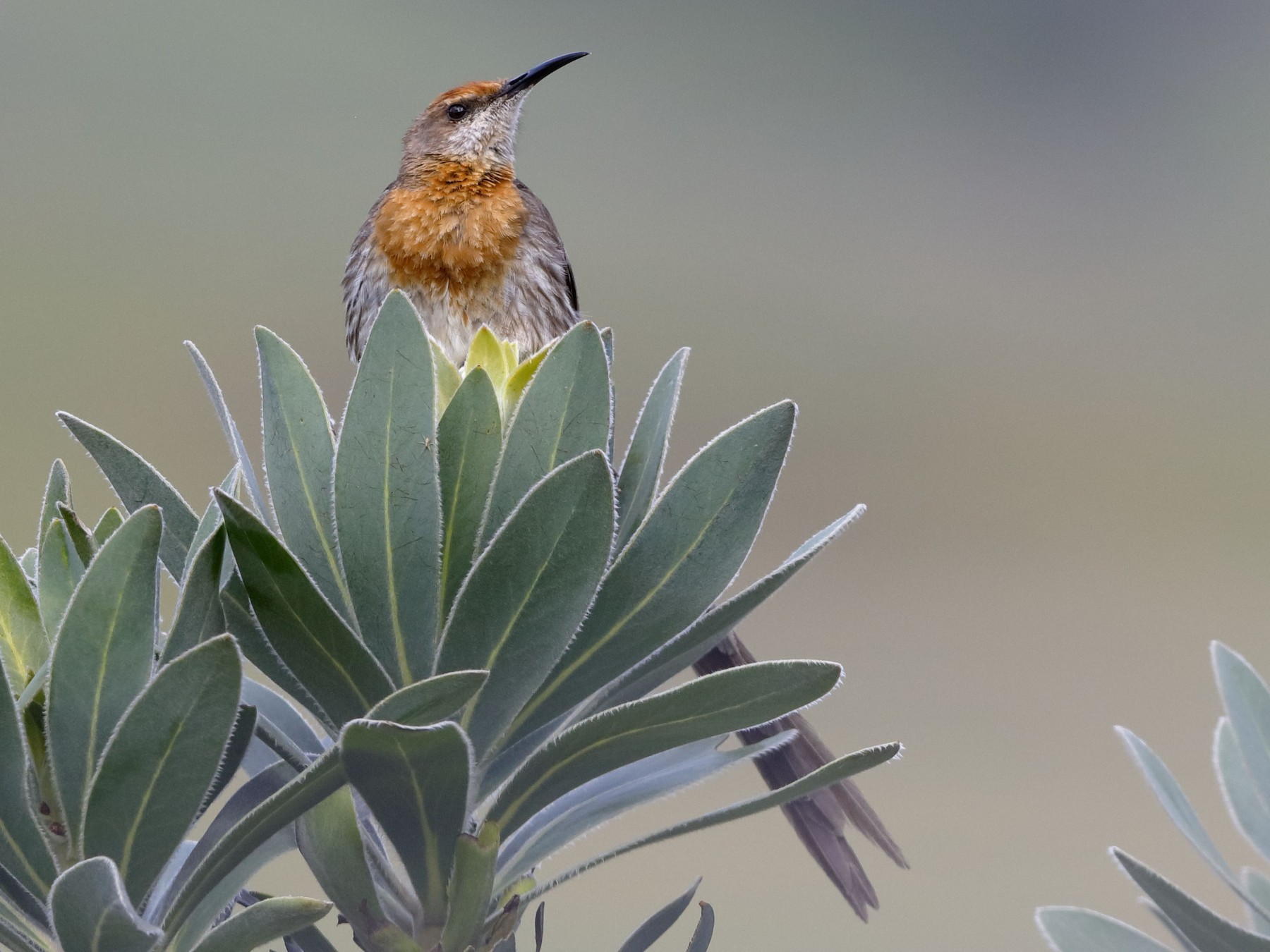 Gurney's Sugarbird - eBird