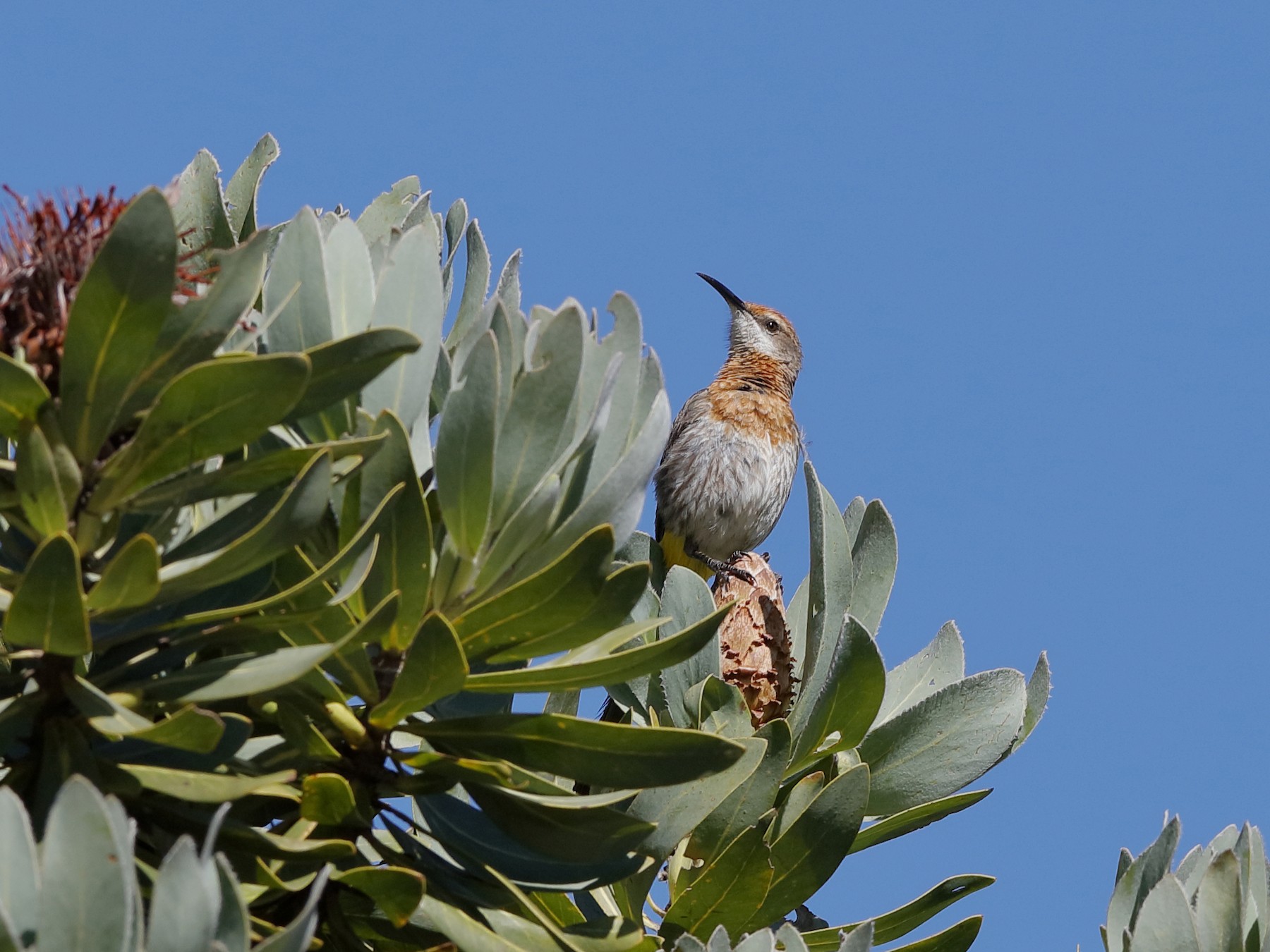 Gurney's Sugarbird - eBird
