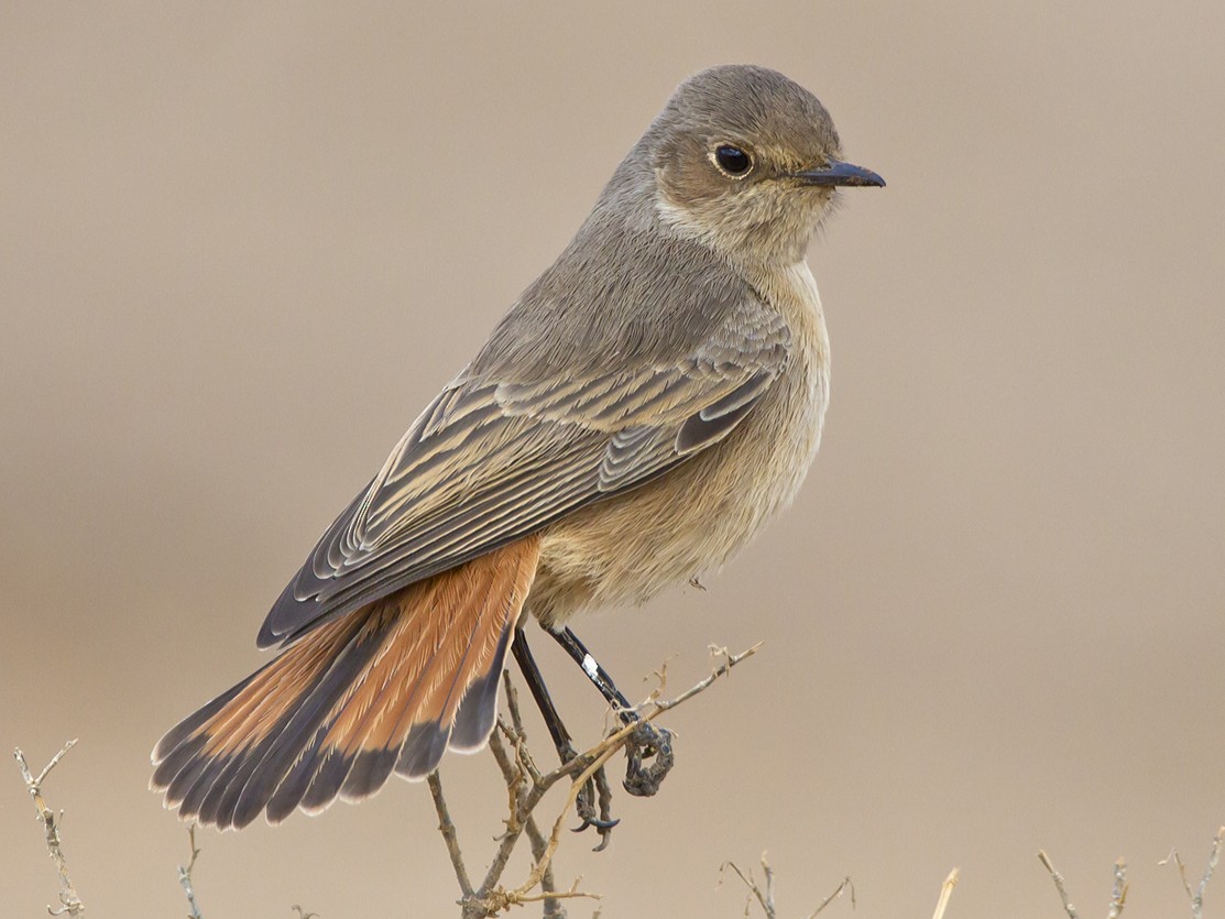 Familiar Chat - eBird