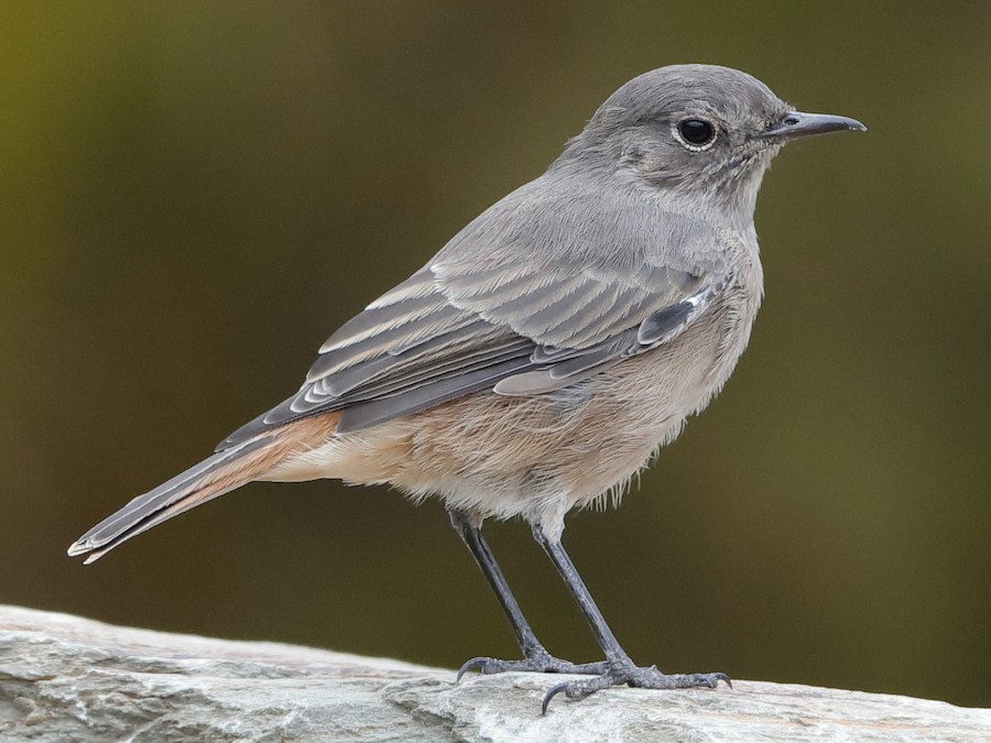 Familiar Chat - eBird