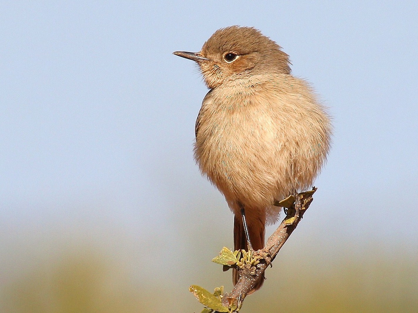 Familiar Chat - eBird
