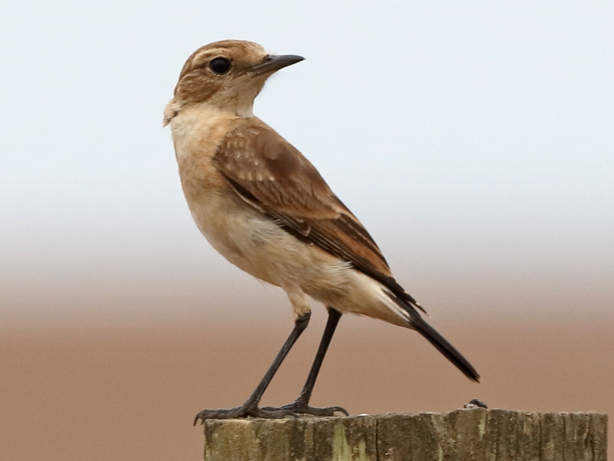 Capped Wheatear - eBird