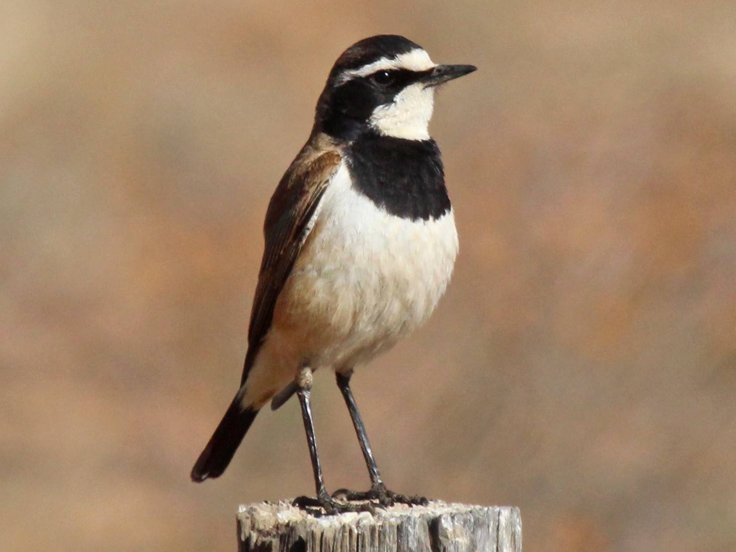 Capped Wheatear - eBird