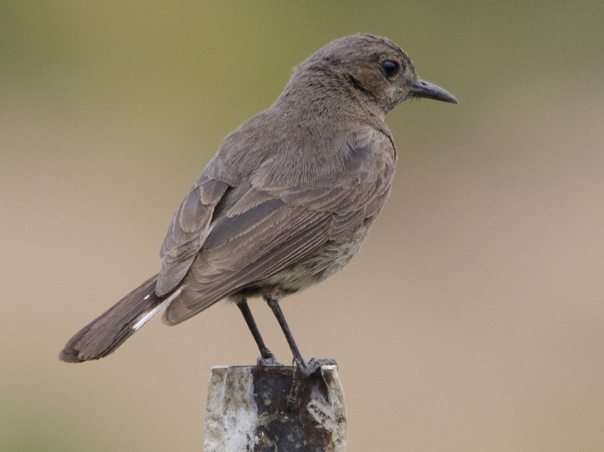 Mountain Wheatear - eBird