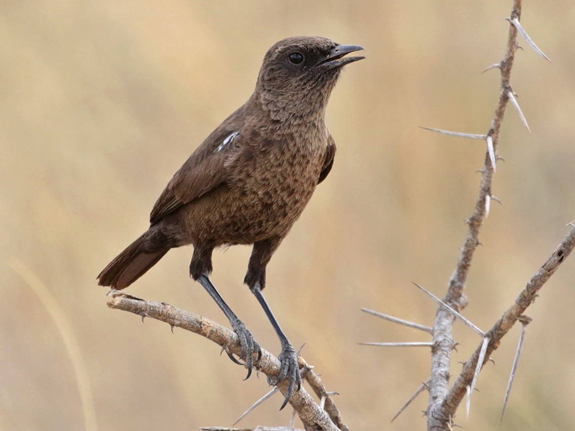 Southern Anteater-Chat - eBird