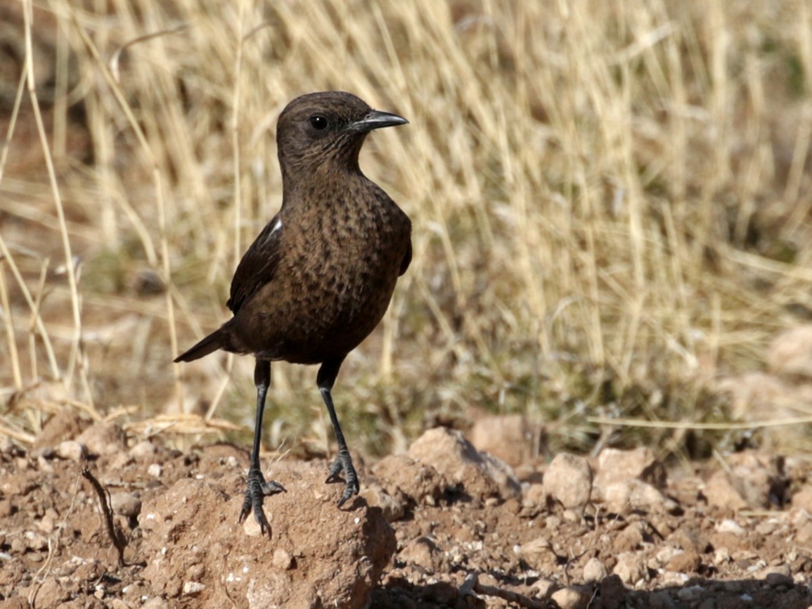 Southern Anteater-Chat - eBird