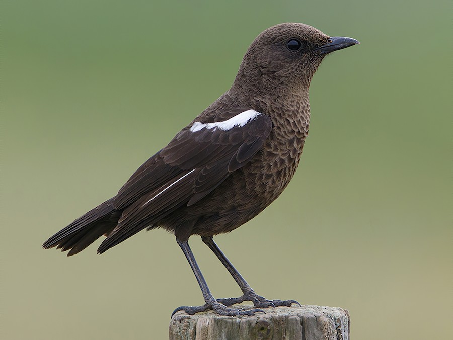 Southern Anteater-Chat - eBird