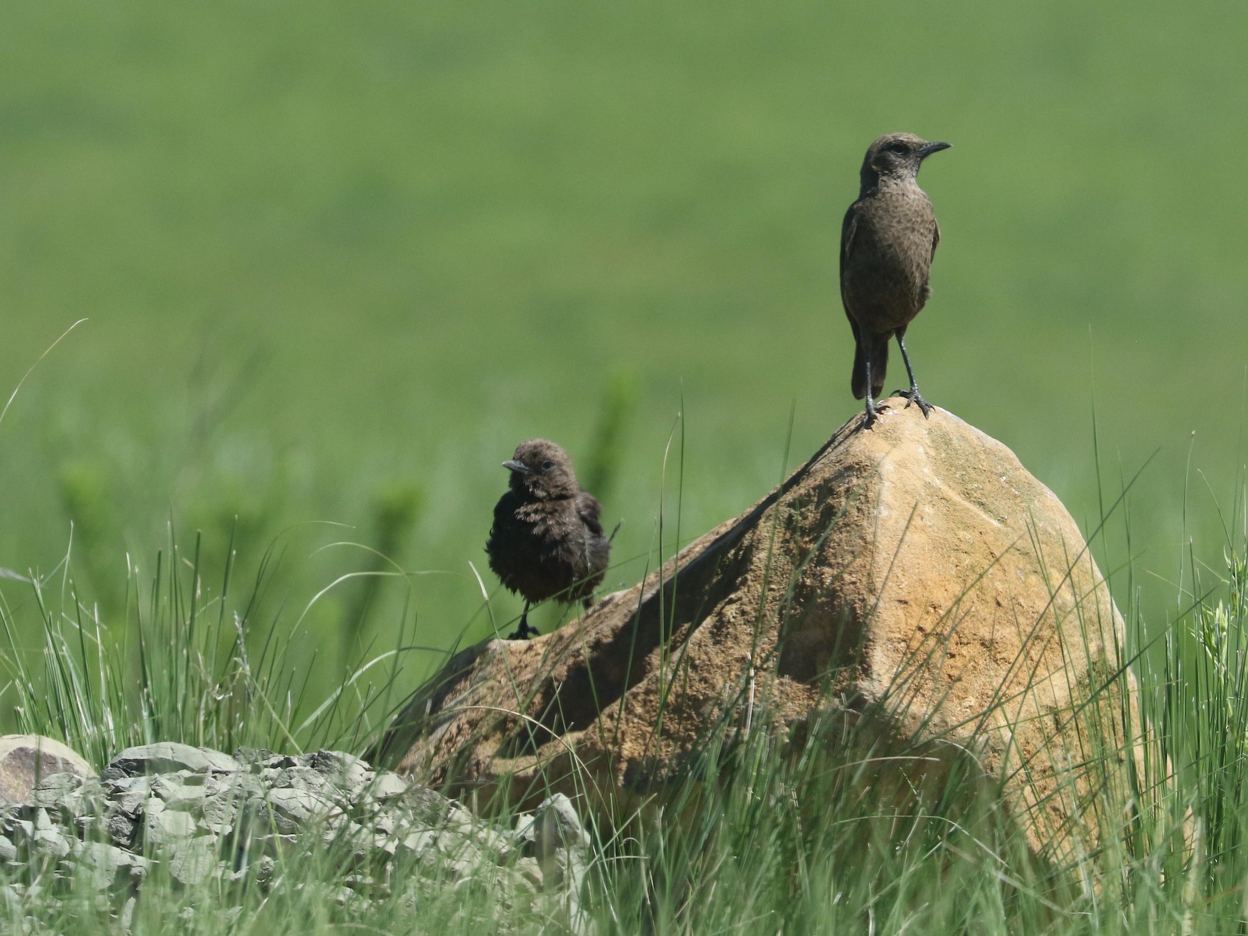Southern Anteater-Chat - eBird