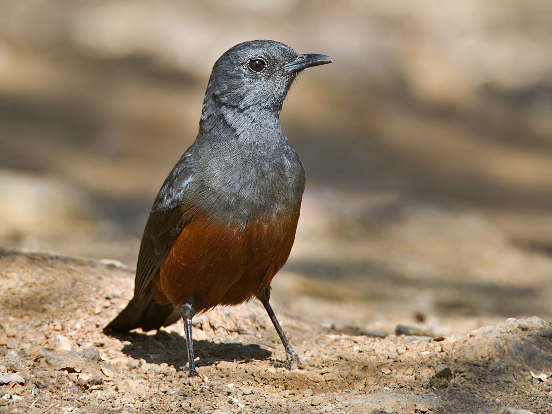 Mocking Cliff-Chat - eBird