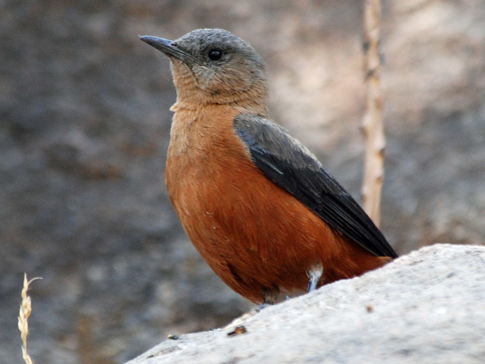 Mocking Cliff-Chat - eBird