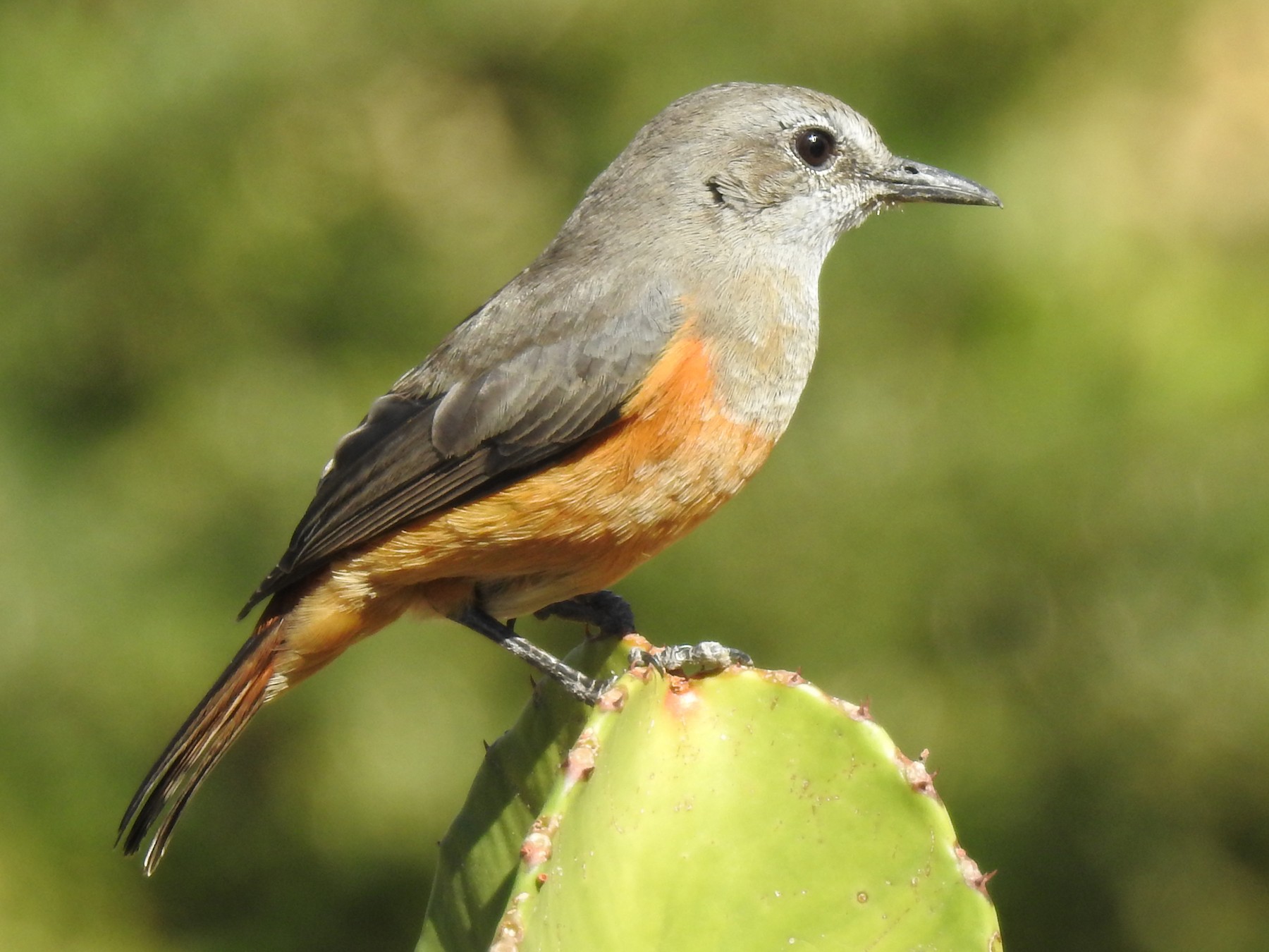Mocking Cliff-Chat - eBird
