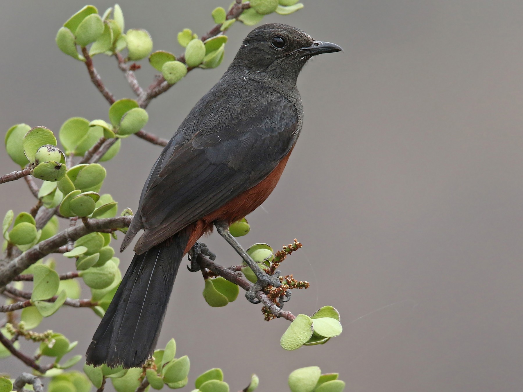 Mocking Cliff-Chat - eBird