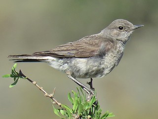 Karoo Chat - eBird