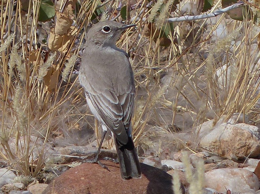 Karoo Chat - eBird
